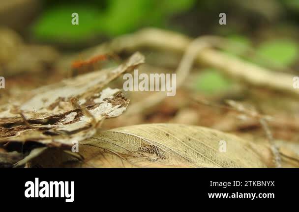 Ant bridge unity team. Ant action standing. Ant bridge unity team ...