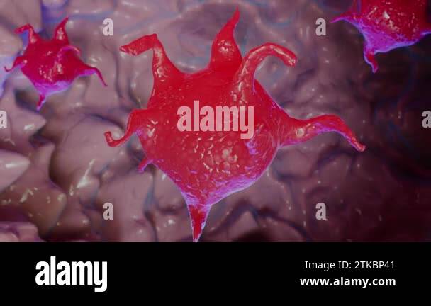 Activated platelets and red blood cells Stock Videos & Footage - HD and ...