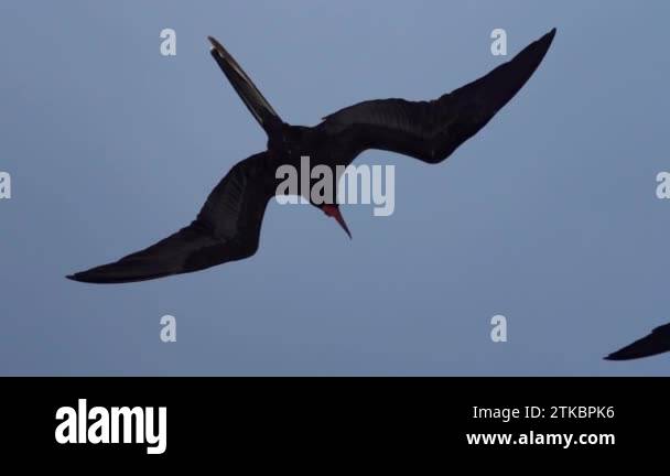 Magnificent frigatebird, Fregata magnificens, a big black sea bird with ...