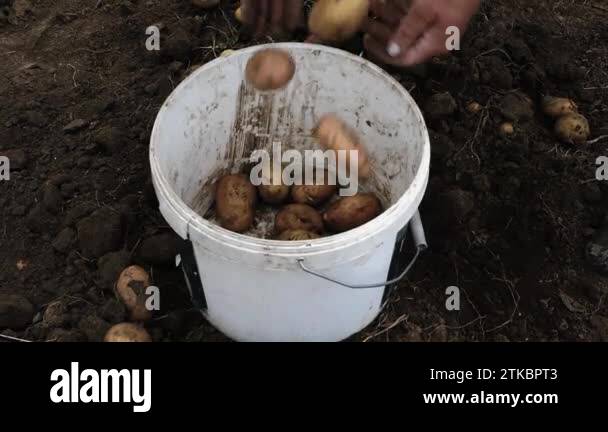 Elderly Woman Harvest Plantation Potatoes Freshly Grown Potatoes In Bucket At Vegetable Garden