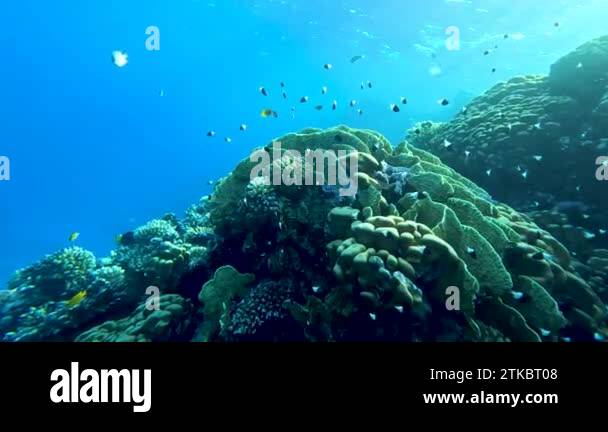 Lively coral reef with a lot of colorful fish. Coral reefs are the most ...
