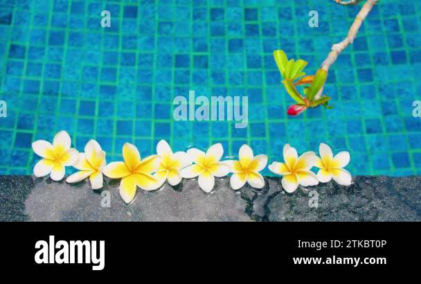 Plumeria flowers float at the edge of swimming pool with blue water ...