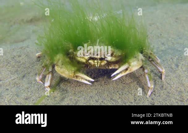 Green algae grown on the carapace serve as a good camouflage for the ...