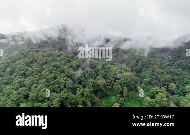 The biggest cause of rain forest loss is agricultural deforestation ...