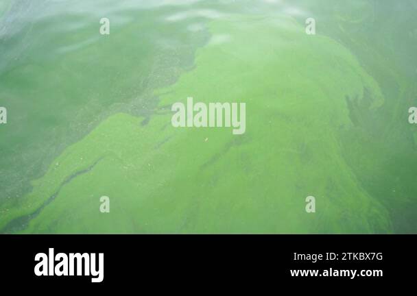 Green plankton Stock Videos & Footage - HD and 4K Video Clips - Alamy