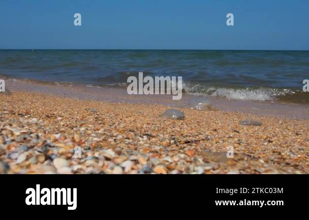 Sea shell beach in sunlight. Shimmering sea wave foams on sand Azov ...