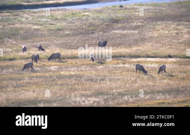 Stag and its harem Stock Videos & Footage - HD and 4K Video Clips - Alamy