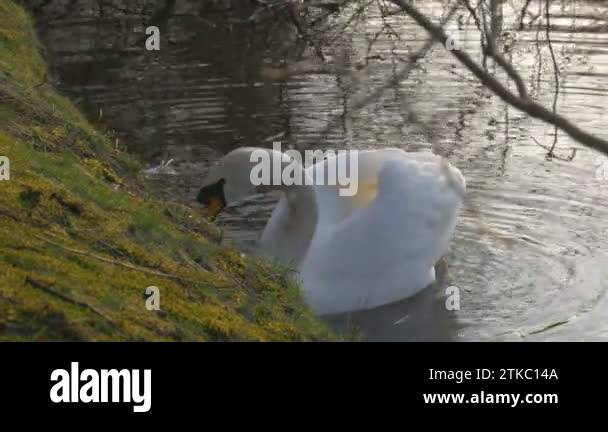 White Swan Bird is Nibbling a Grass at Lake Bank Swimming by Watery ...