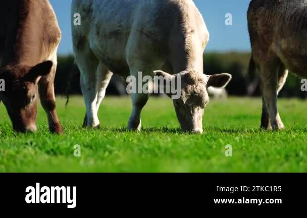 Livestock grazing on pasture and grass in a field on an organic ...