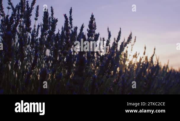 Beauty of a sunrise or sunset at an organic lavender farm, where the ...