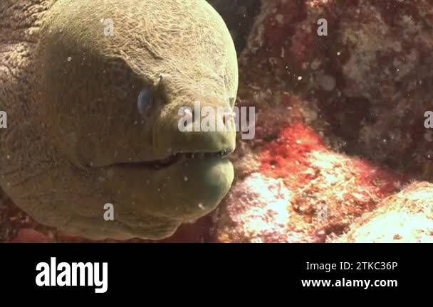 An angry giant Moray eel Stock Video Footage - Alamy