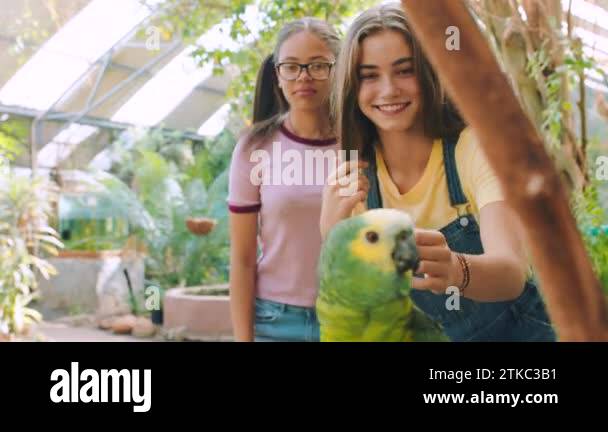 Parrot community Stock Videos & Footage - HD and 4K Video Clips - Alamy