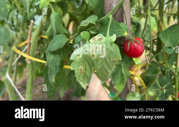 Tomato leaf mold caused by the fungus Passalora fulva or Cladosporium ...