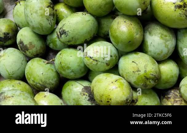 Pile of manalagi mango fruits. lots of ripe green mangoes, local mango ...