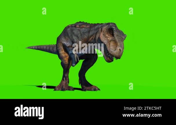 Tyrannosaurus rex Looking on Green Screen Stock Video Footage - Alamy