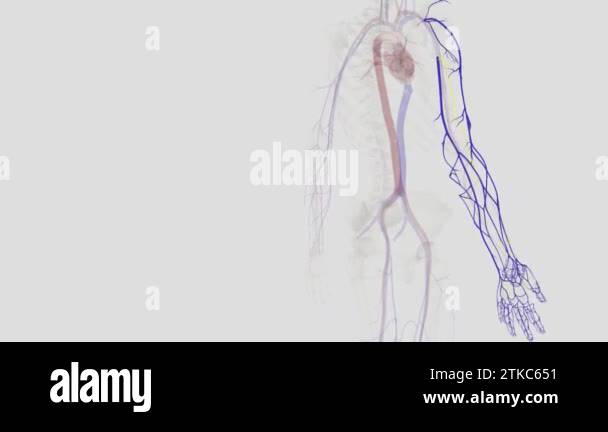 The major superficial veins that drain blood from the upper limb are ...