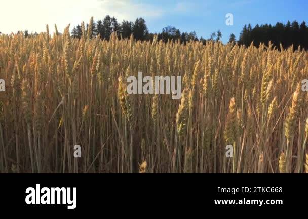 Farming in bavaria Stock Videos & Footage - HD and 4K Video Clips - Alamy