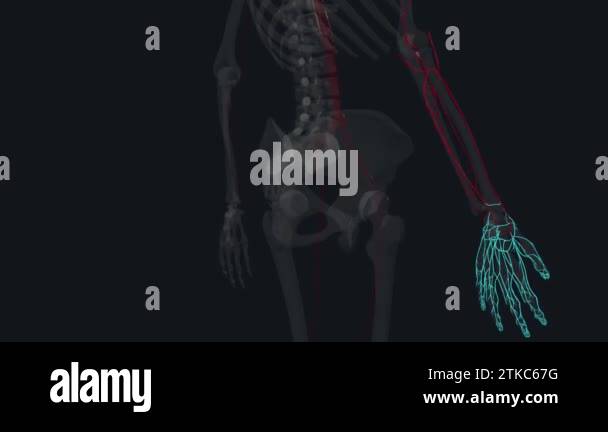 Forearm. Radial Artery The radial artery is one of two major blood ...