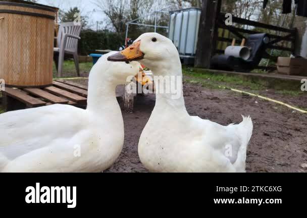 Breeding poultry geese Stock Videos & Footage - HD and 4K Video Clips ...