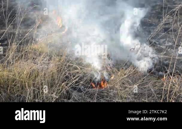 Dry grass burning on field during day close-up. Burning dry grass in ...