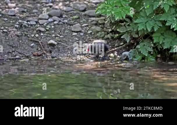 Juvenile baby common moorhen Gallinula chloropus also known as the ...