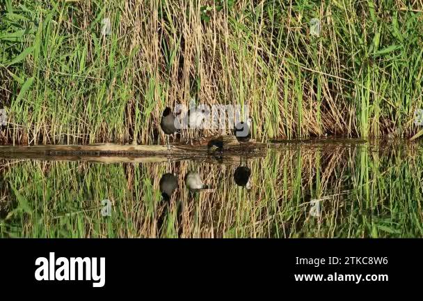 Eurasian coot birds on tree trunk in green reeds in water with ...
