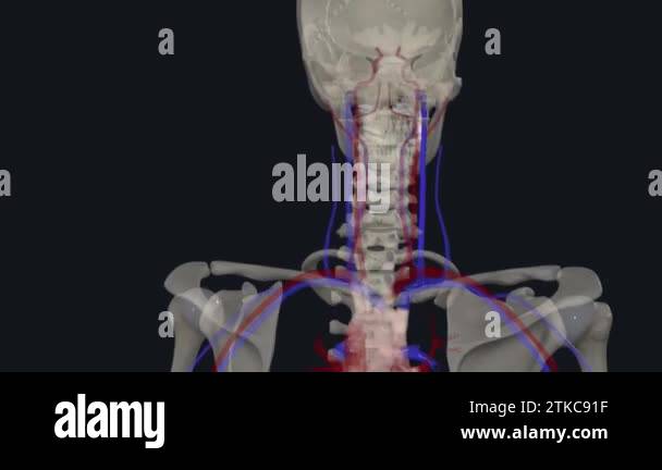 Interior jugular veins: These are larger than the external veins and ...