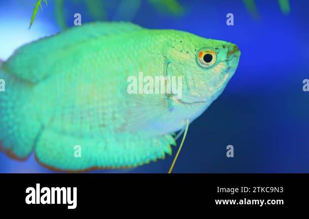 Dwarf Gourami fish, Powder blue dwarf in fish pool. Trichogaster lalius ...