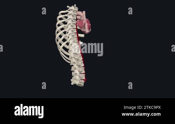 An abdominal aortic aneurysm is an enlarged area in the lower part of ...