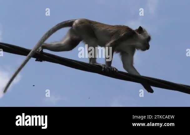 Long-tailed macaque having fun running on light pole wire of George ...