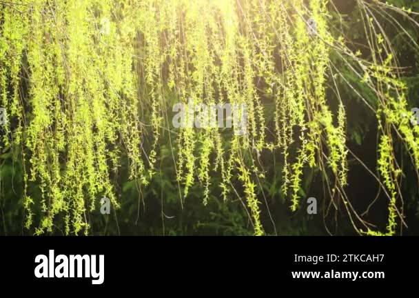 Willows, also called sallows, and osiers, form the genus Salix. Known ...