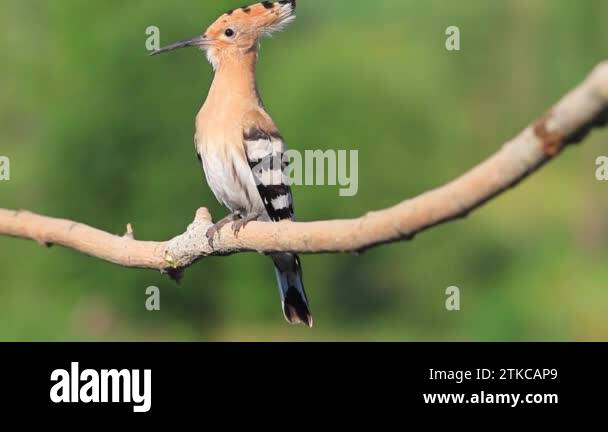 Crest of a bird Stock Videos & Footage - HD and 4K Video Clips - Alamy