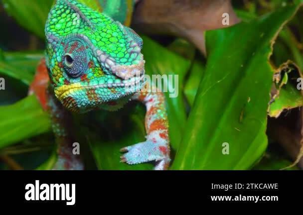 The graceful chameleon (Chamaeleo gracilis), multi-colored chameleon in ...