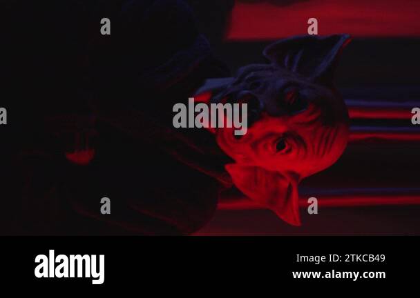 Strange pig Stock Videos & Footage - HD and 4K Video Clips - Alamy