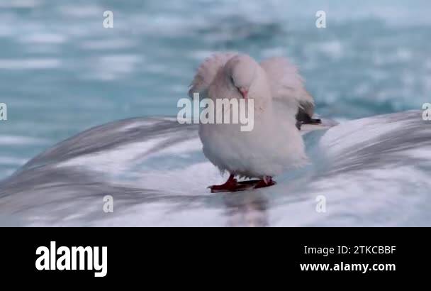 White dove flying over water Stock Videos & Footage - HD and 4K Video ...