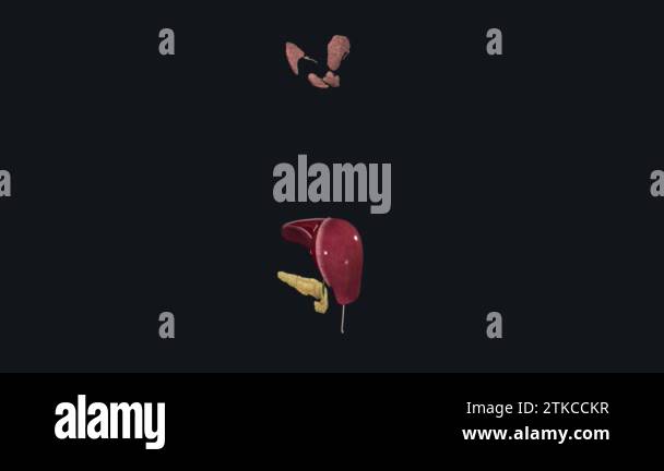 The accessory organs include the teeth, tongue, and glandular organs ... The accessory organs include the teeth, tongue, and glandular organs ...