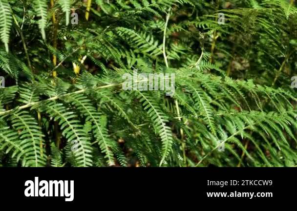 Wetland fern Stock Videos & Footage - HD and 4K Video Clips - Alamy