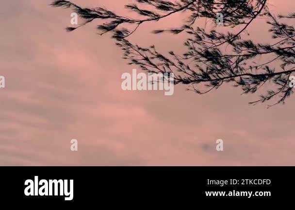 The leaves and branches of the pine tree that moves with the wind With ...