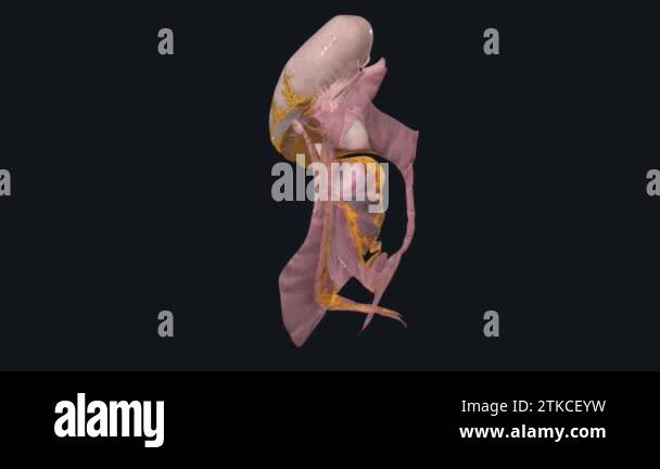 The peritoneum is a continuous membrane which lines the abdominal ...