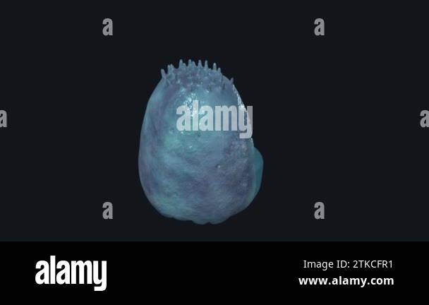 Eukaryotic cells are cells containing membrane-bound organelles and are ...