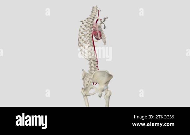The largest artery in the body is the aorta and it is divided into four ...