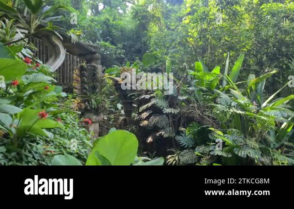 Jungle structures Stock Videos & Footage - HD and 4K Video Clips - Alamy