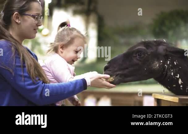 Alpaca eating hay farm Stock Videos & Footage - HD and 4K Video Clips ...
