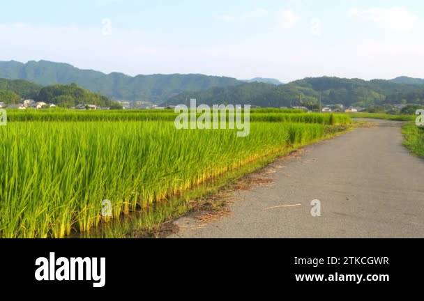 A single path in the rice paddies of a Japanese farming village in ...