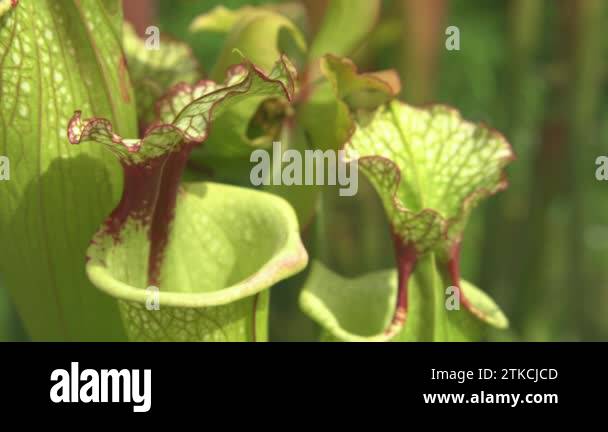 Purple pitcher plants Stock Videos & Footage - HD and 4K Video Clips ...