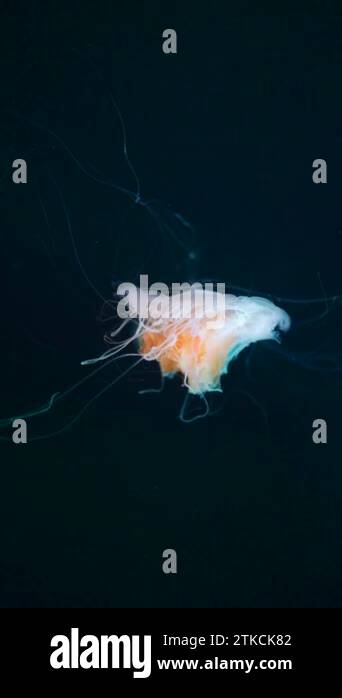 beautiful colourful jellyfish medusa swim underwater in ocean or zoo ...