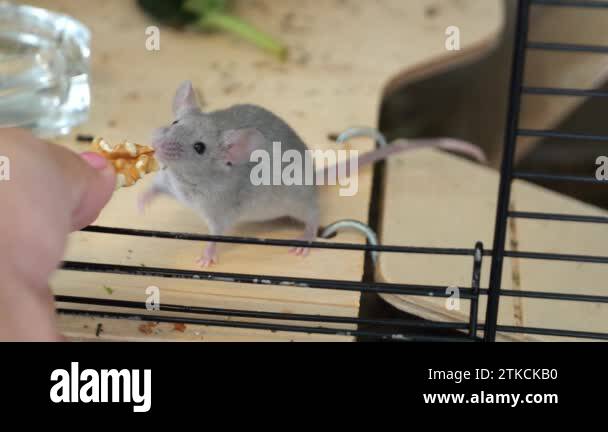 Humans in an animal cage Stock Videos & Footage - HD and 4K Video Clips ...