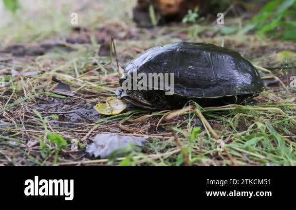 The river turtle lies on the ground near the riverbank, close-up. The ...