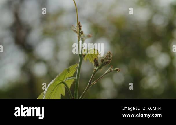 Gardeners hands sorting and chopping piles of branches, leaves and ...