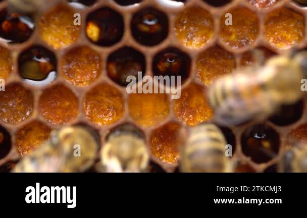 Bee pollen stored in the combs. Inside the Beehive - A honeycomb, wax ...